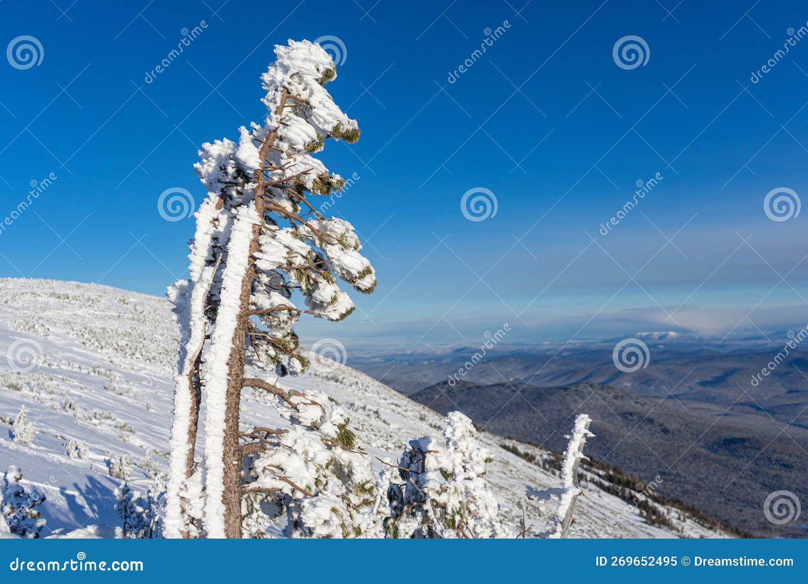 A Small Dwarf Pine Tree Grows on Top of a Mountain in Harsh Conditions ...
