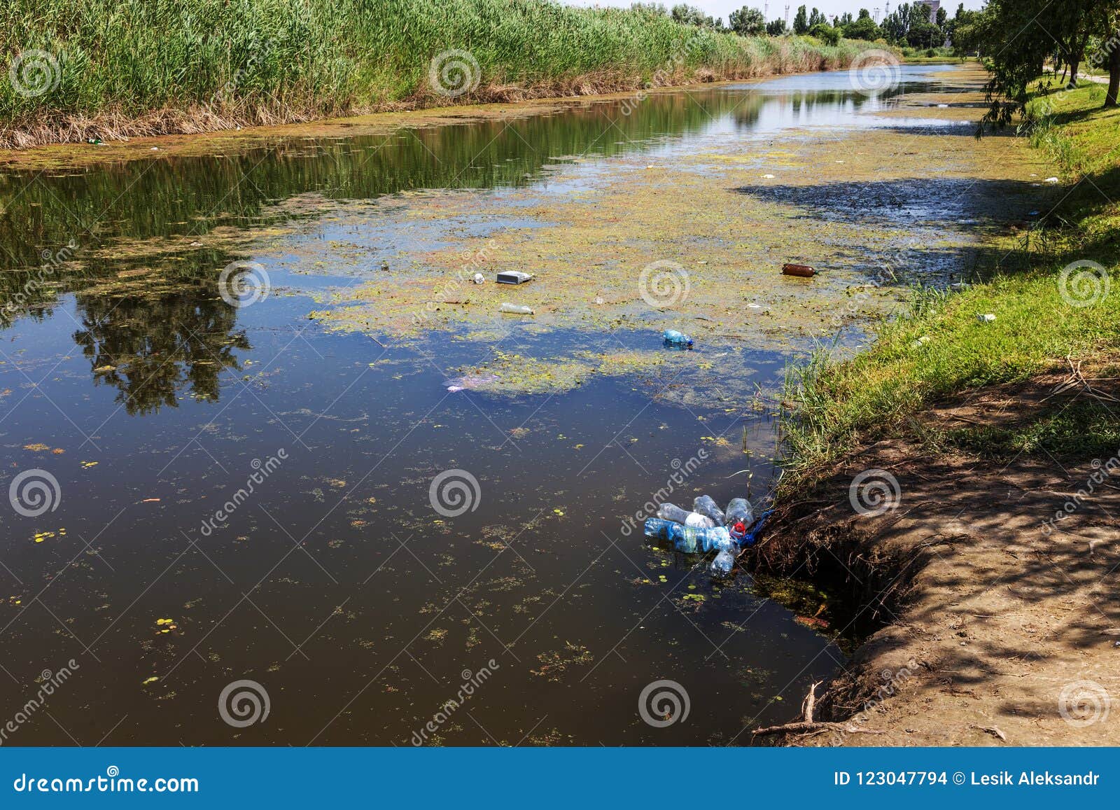 Small Dying River Was Overgrown with Marsh Plants. Pollution of ...