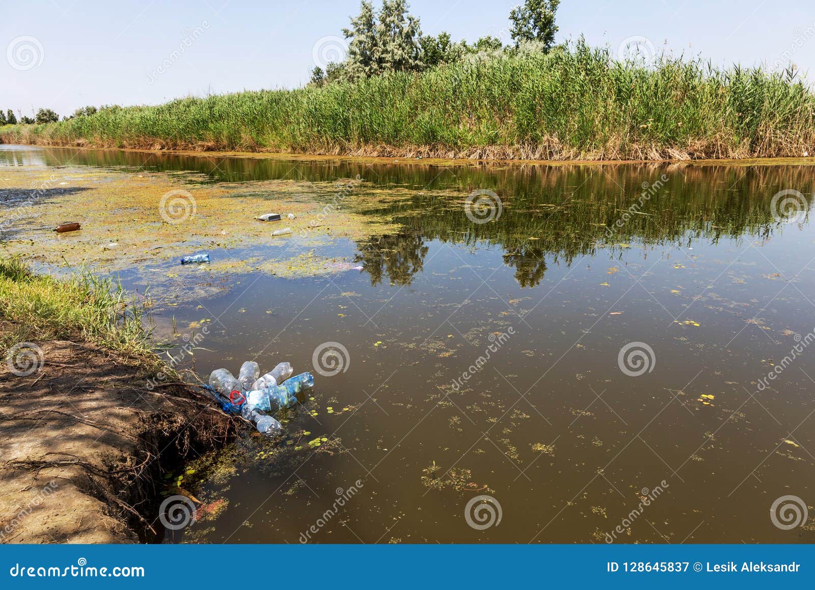 Small Dying River Was Overgrown with Marsh Plants. Pollution of ...