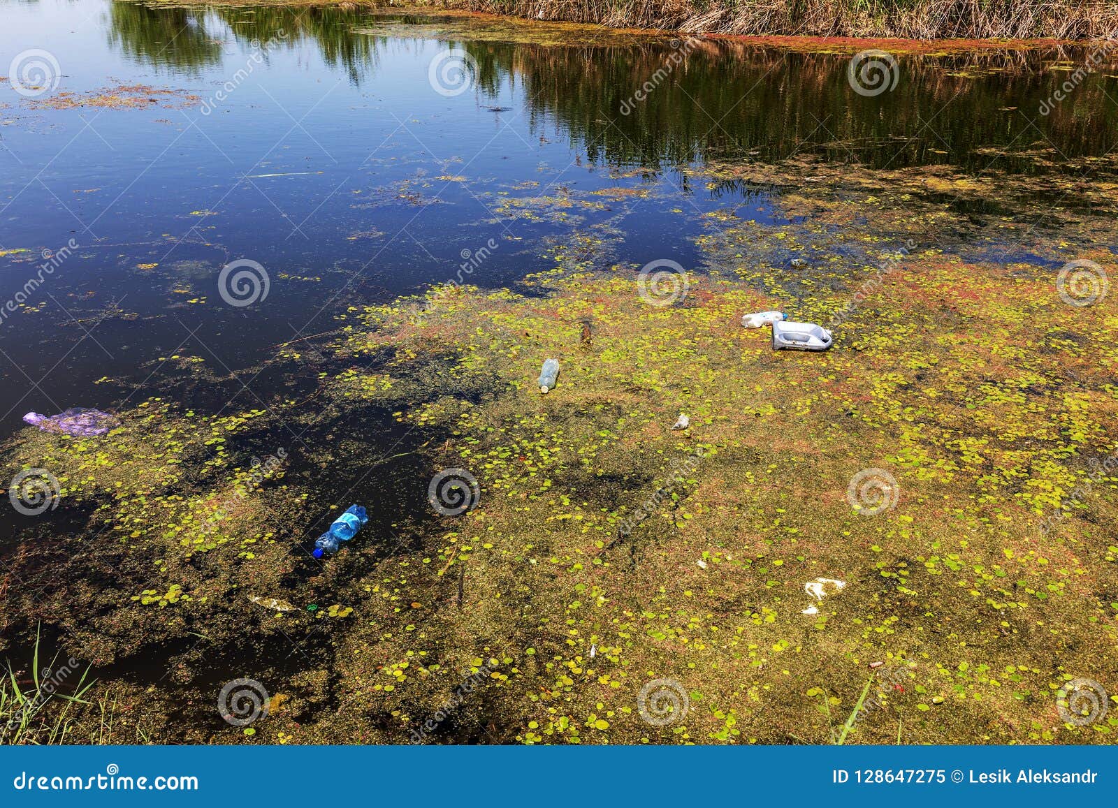 Small Dying River Was Overgrown with Marsh Plants. Pollution of ...