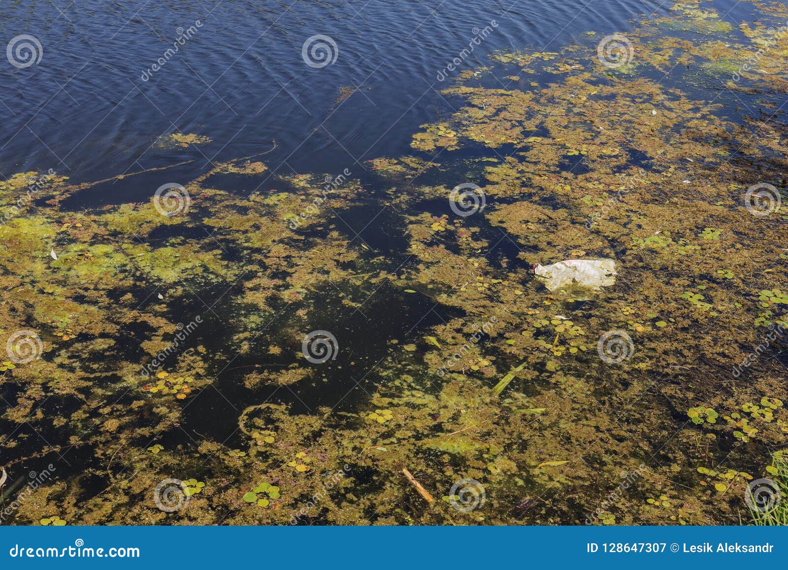 Small Dying River Was Overgrown with Marsh Plants. Pollution of ...
