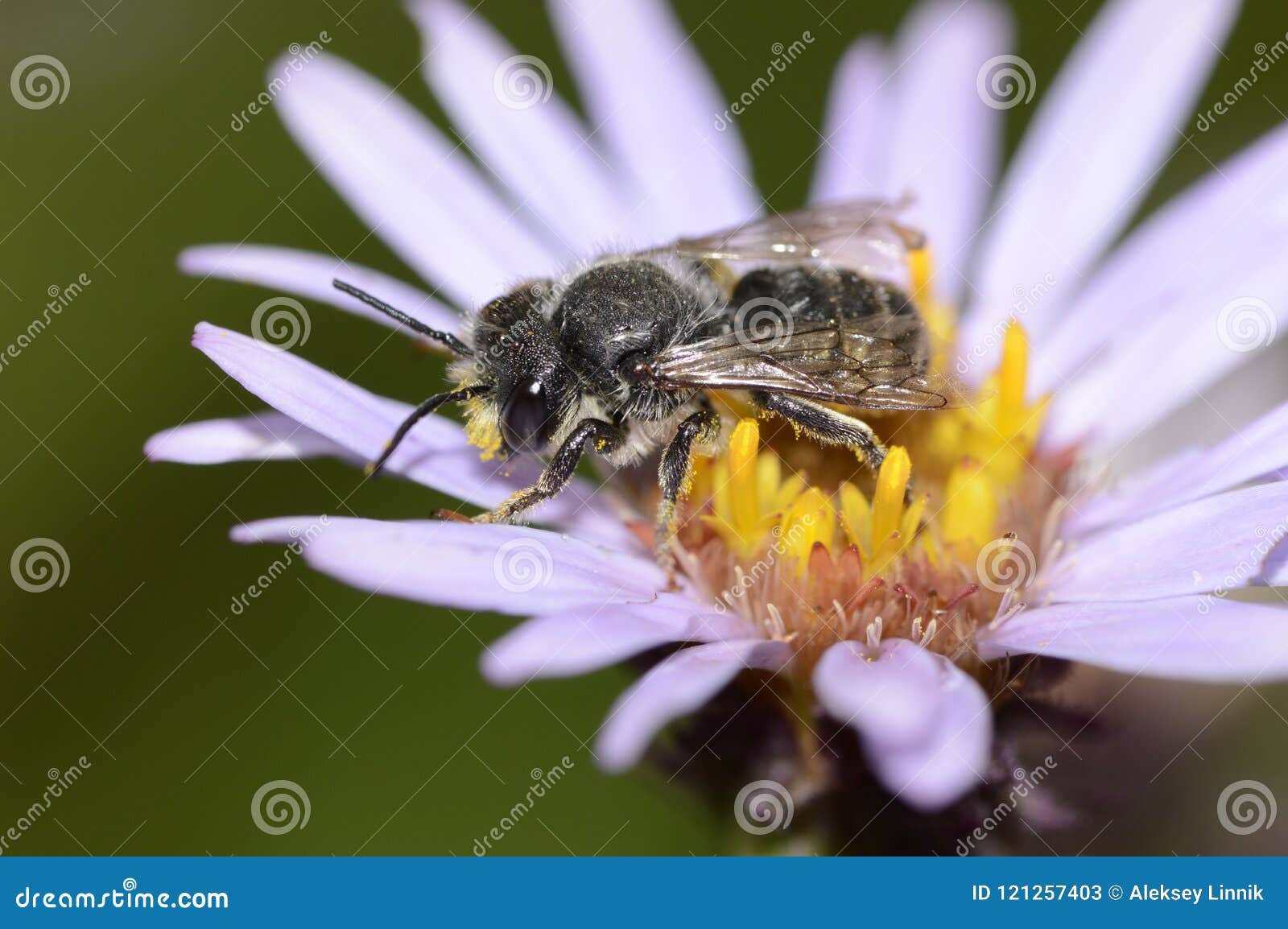 A Small Earth Bee Collects Nectar Stock Image - Image of insects, close ...