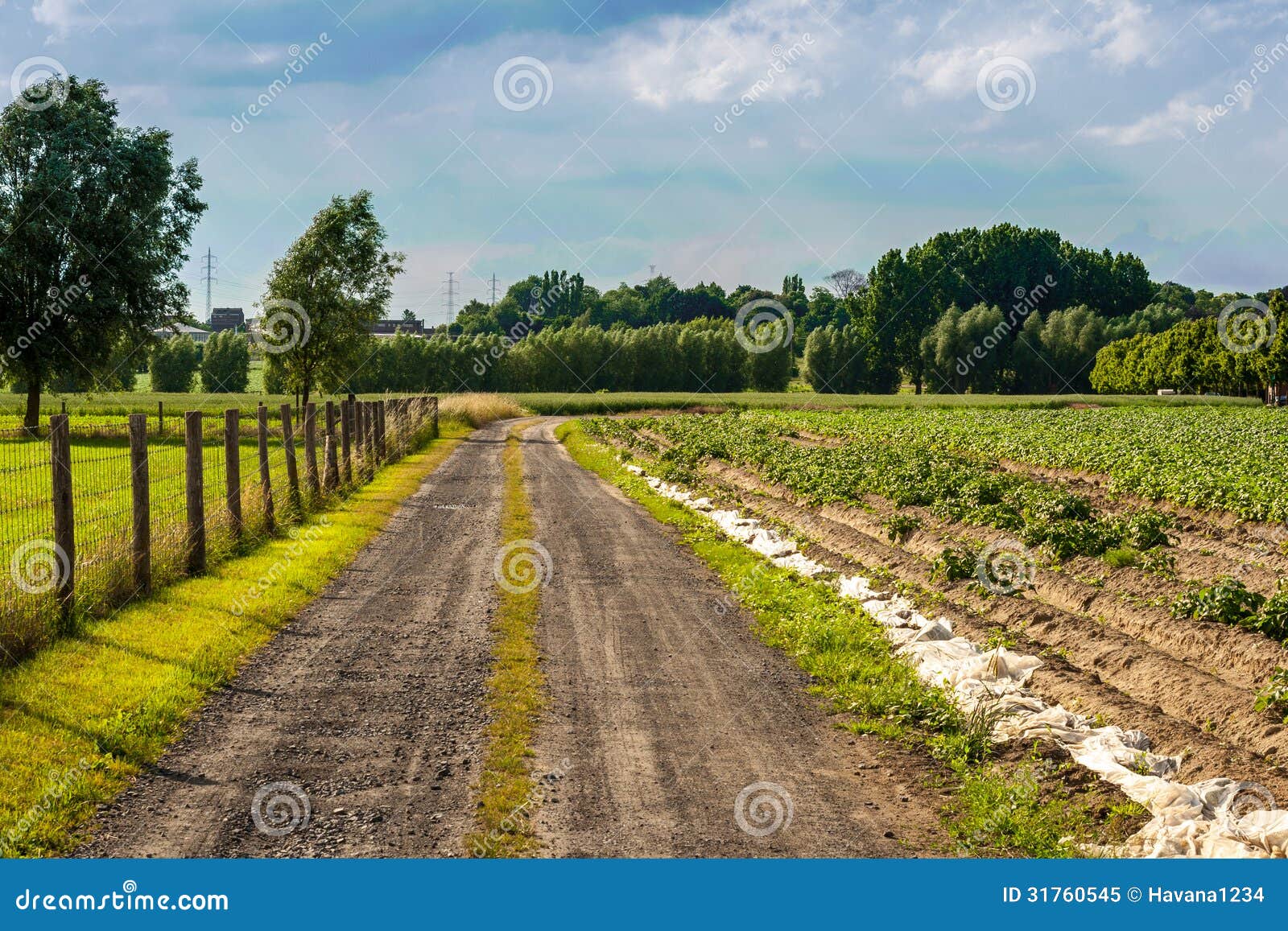 Earth Road In Forest Royalty-Free Stock Image | CartoonDealer.com #3494350