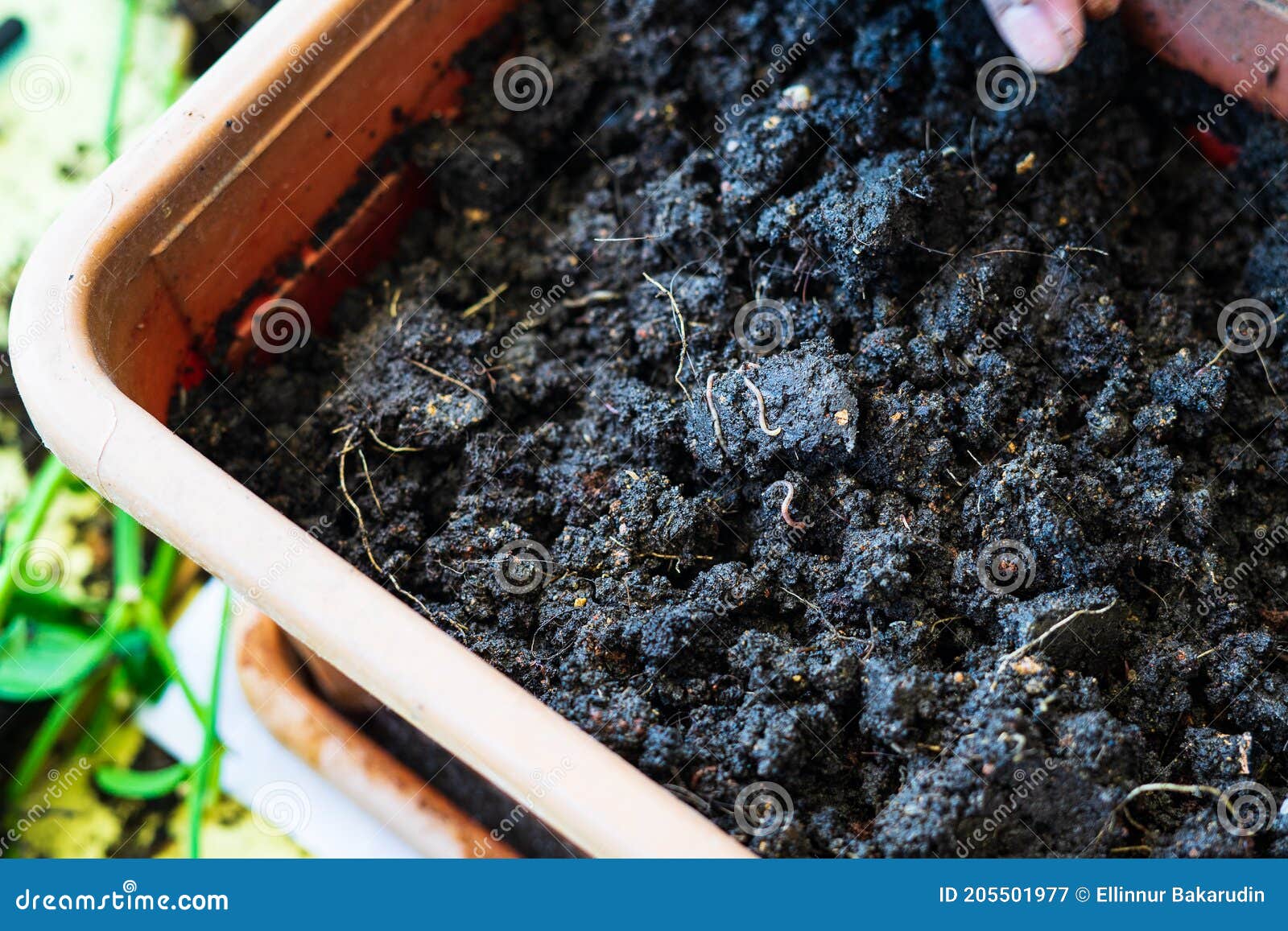 Small Earth Worms on the Soil in the Pot. Gardening at Home Stock Image ...
