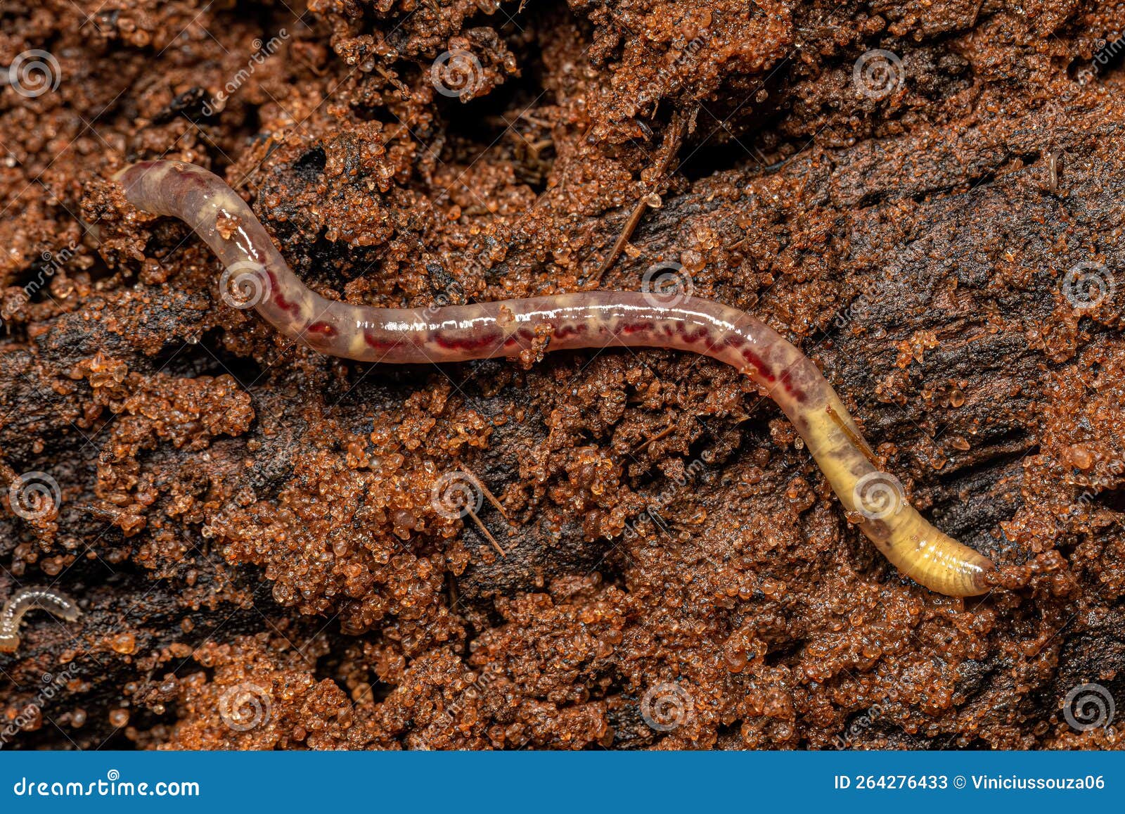 Small Earthworm Arthropod stock image. Image of animalia - 264276433