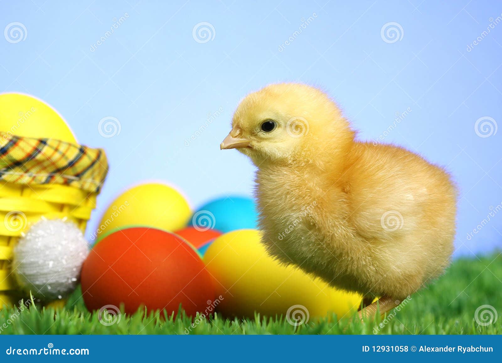 Small easter chick stock photo. Image of animal, bird - 12931058