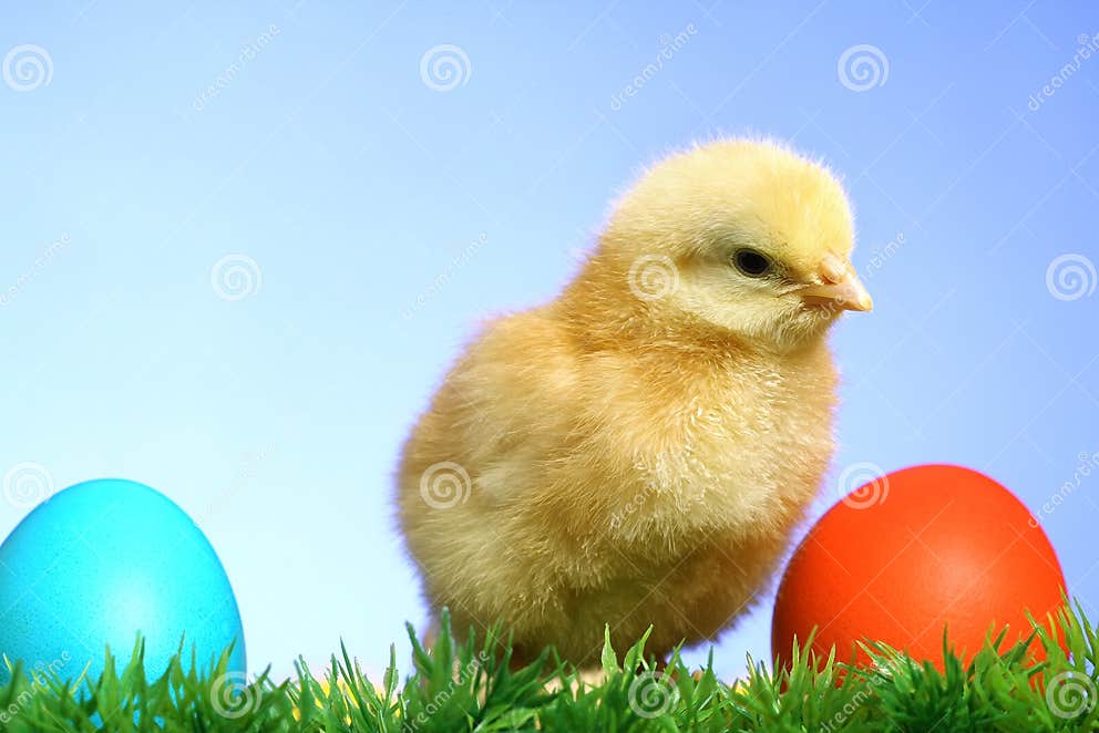 Small easter chick stock photo. Image of fluffy, livestock - 13055532