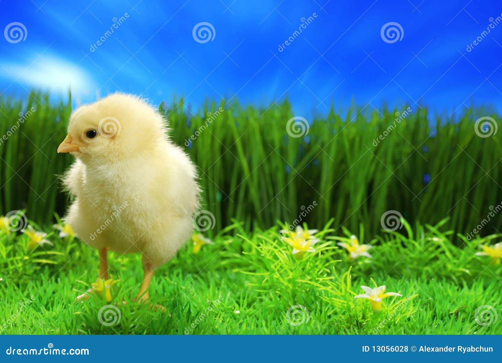 Easter Chicken Hatching Out Of Egg Royalty-Free Stock Image ...