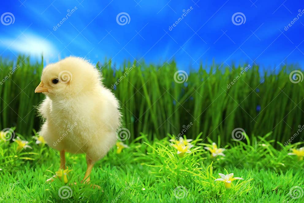 Small easter chicken stock photo. Image of close, yellow - 13056028