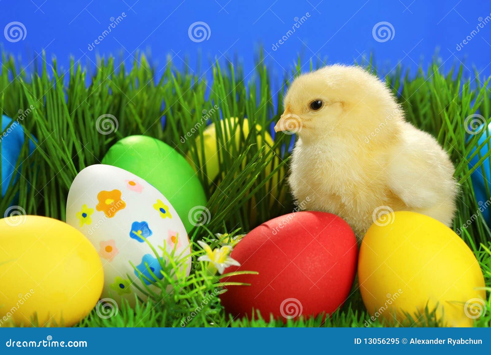 Small easter chicken stock image. Image of newborn, chicken - 13056295