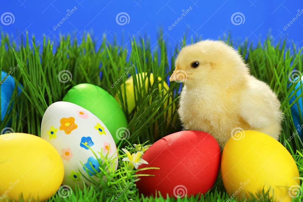 Small easter chicken stock image. Image of newborn, chicken - 13056295