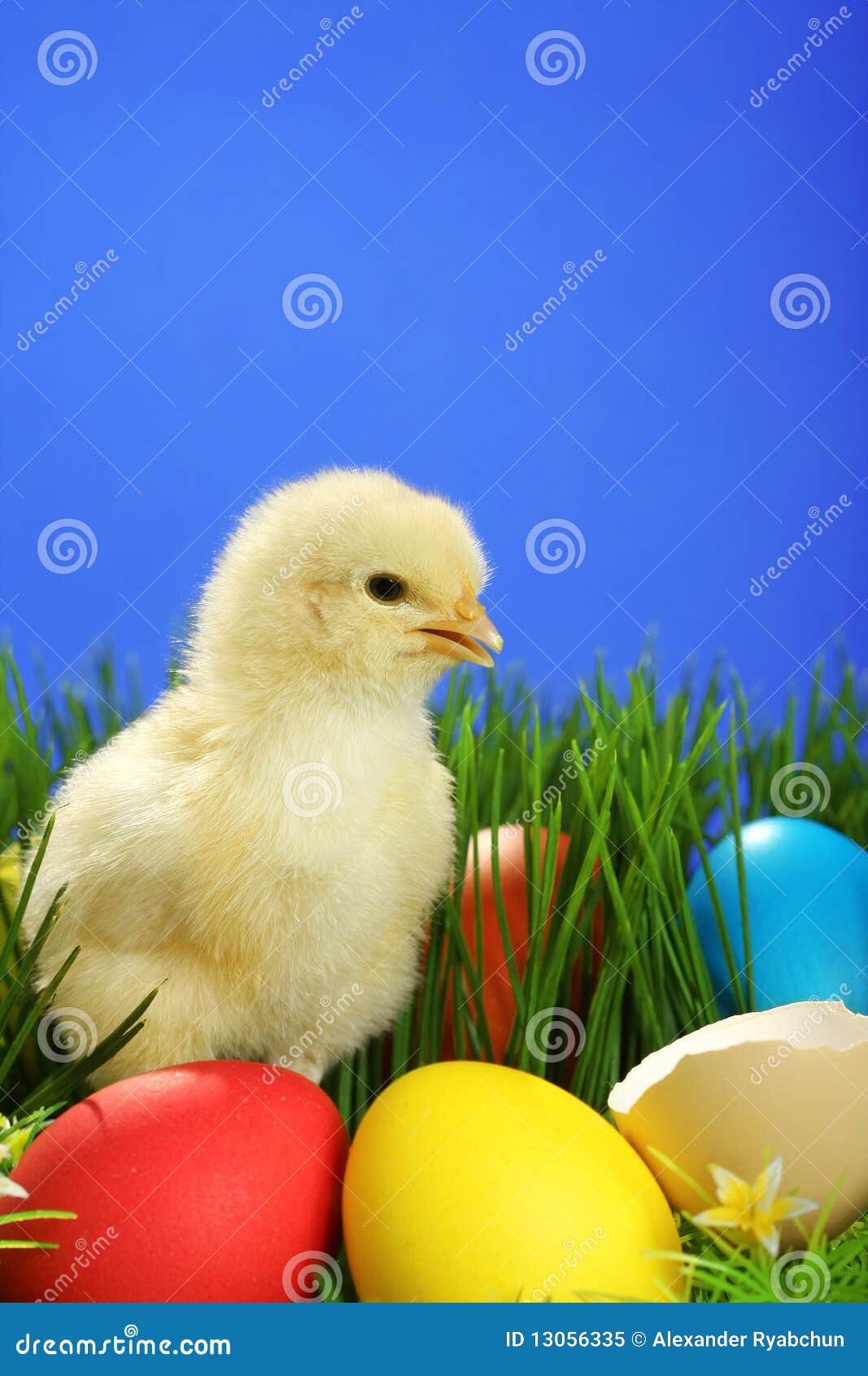 Small easter chicken stock image. Image of close, isolated - 13056335
