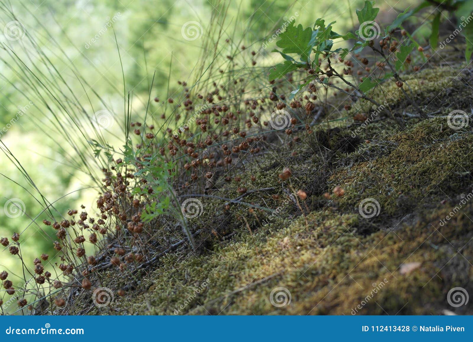 A Small Ecosystem in the Forest Kingdom. Stock Photo - Image of summer ...