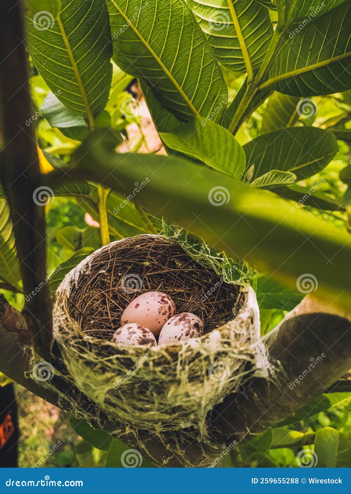 Small Eggs on the Nest in the Tree Stock Photo - Image of tree, season ...
