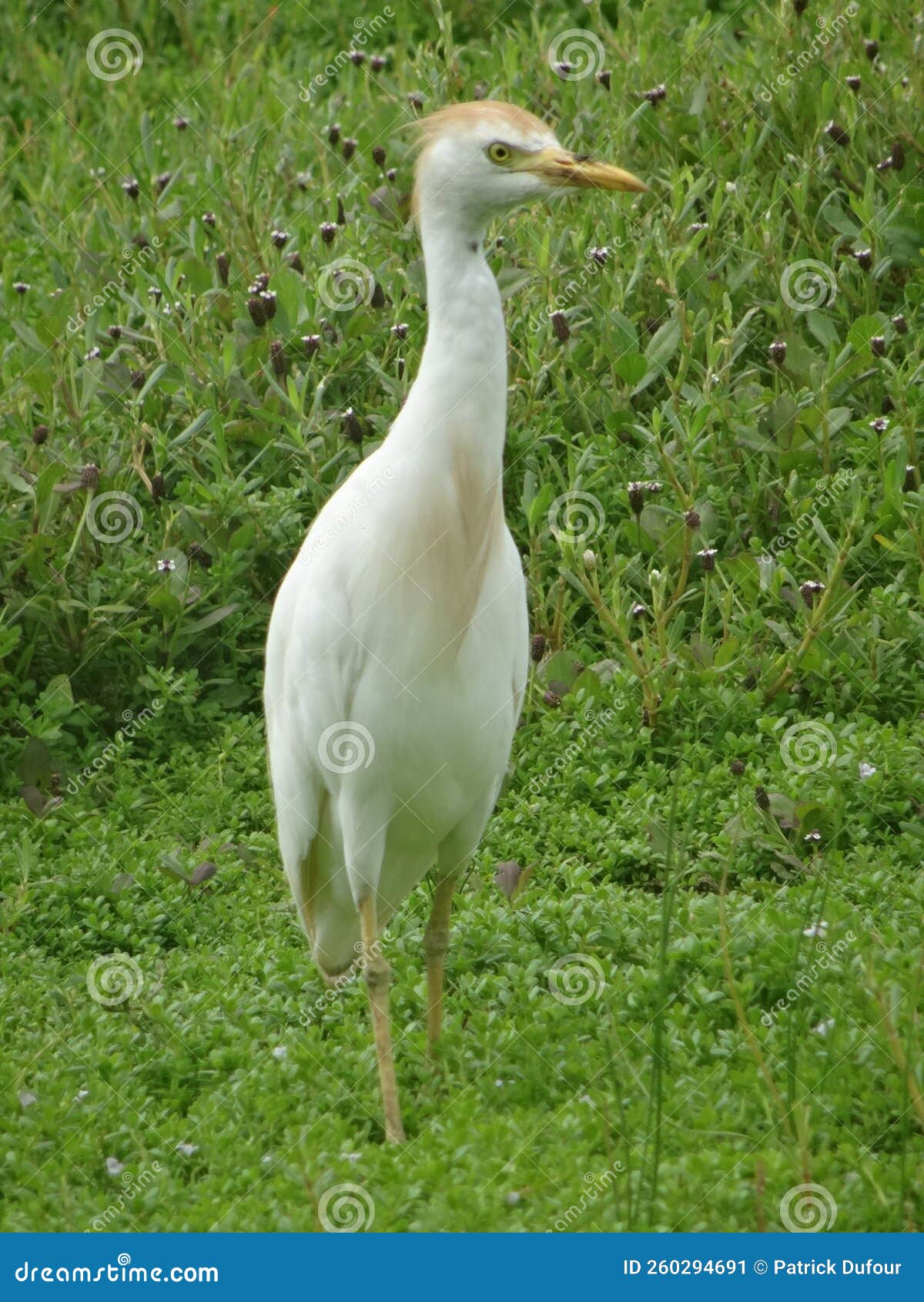A Small Egret Standing in a Field Stock Image - Image of egret, nature ...