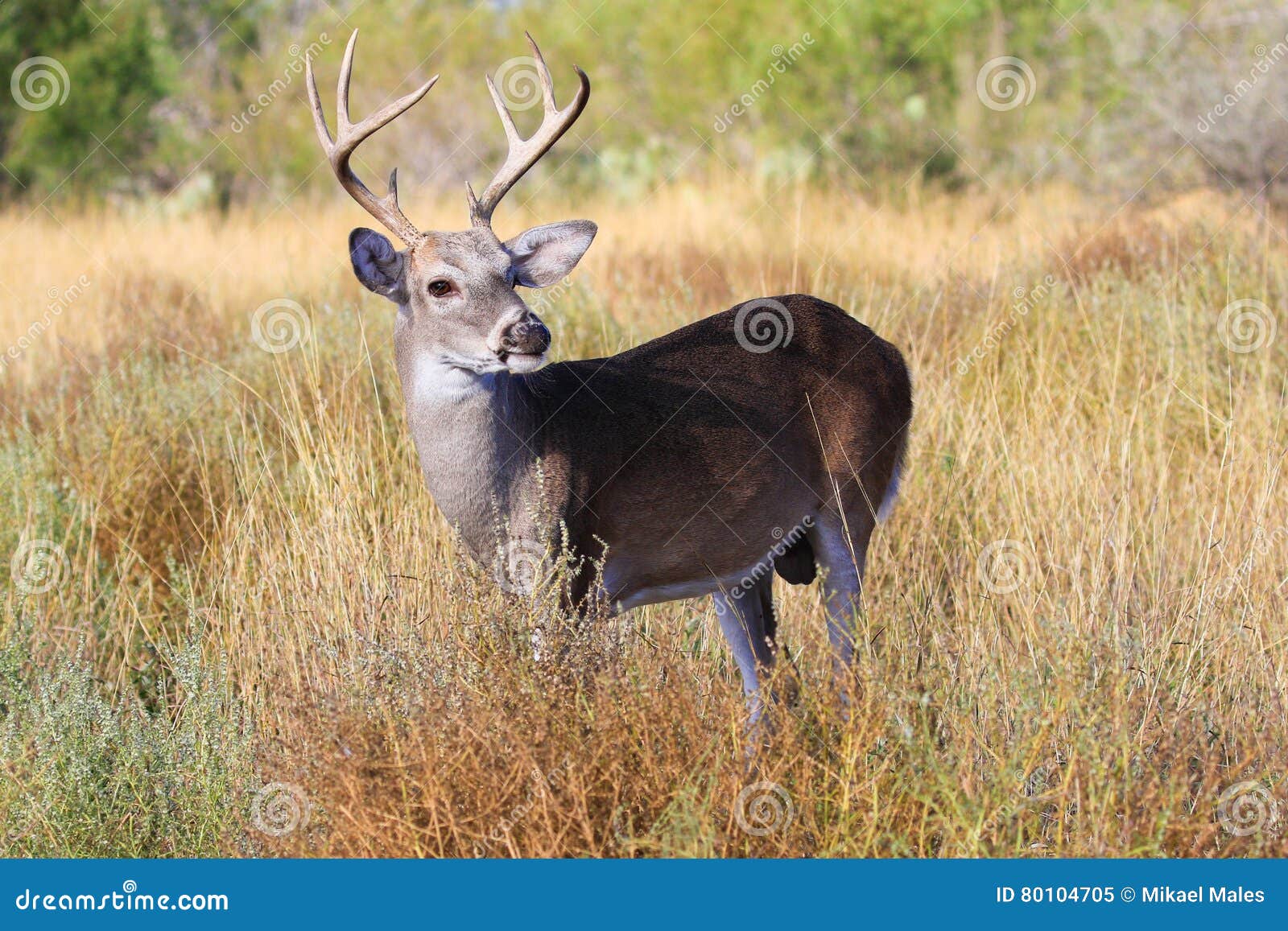 Small eight pointer stock image. Image of hunting, main - 80104705