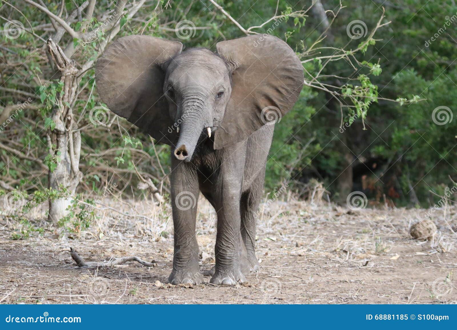 Small Elephant stock image. Image of ears, smelling, stare - 68881185