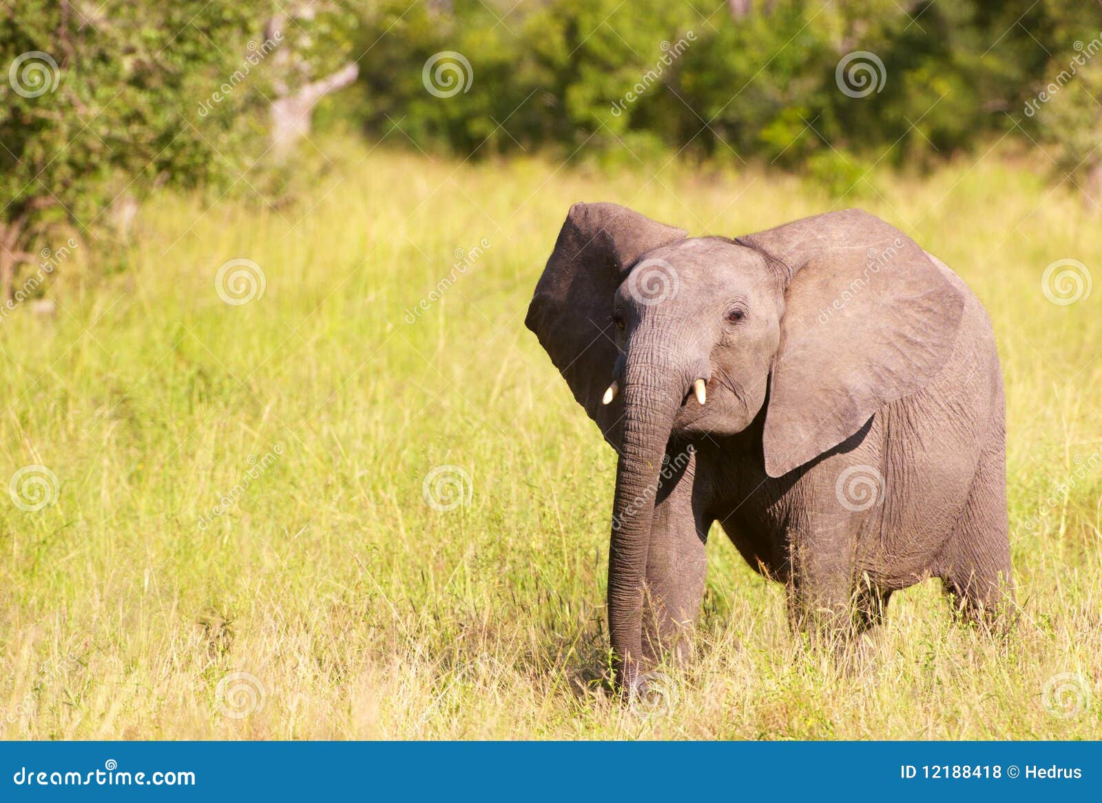 Small Elephant Calf in Savannah Stock Photo - Image of mammal, nature ...