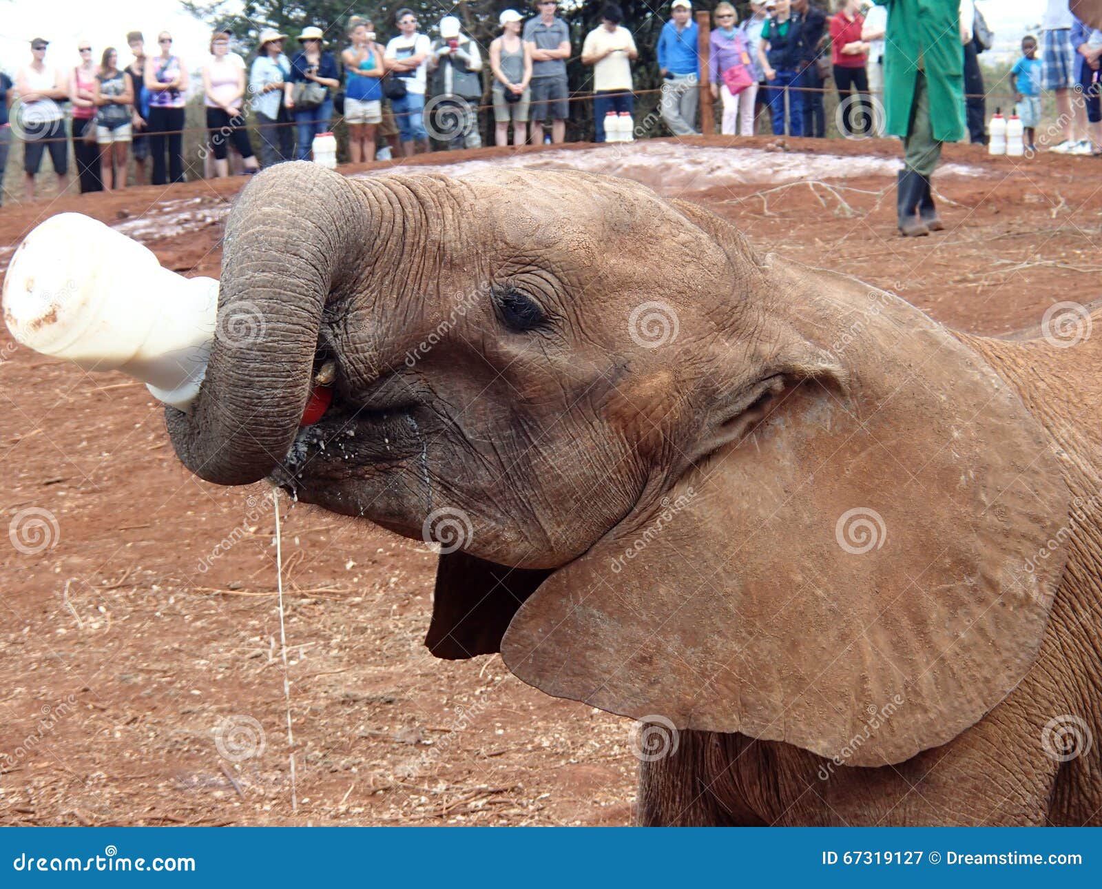 Small Elephant Drinking Milk at the Shelter Stock Image - Image of ...