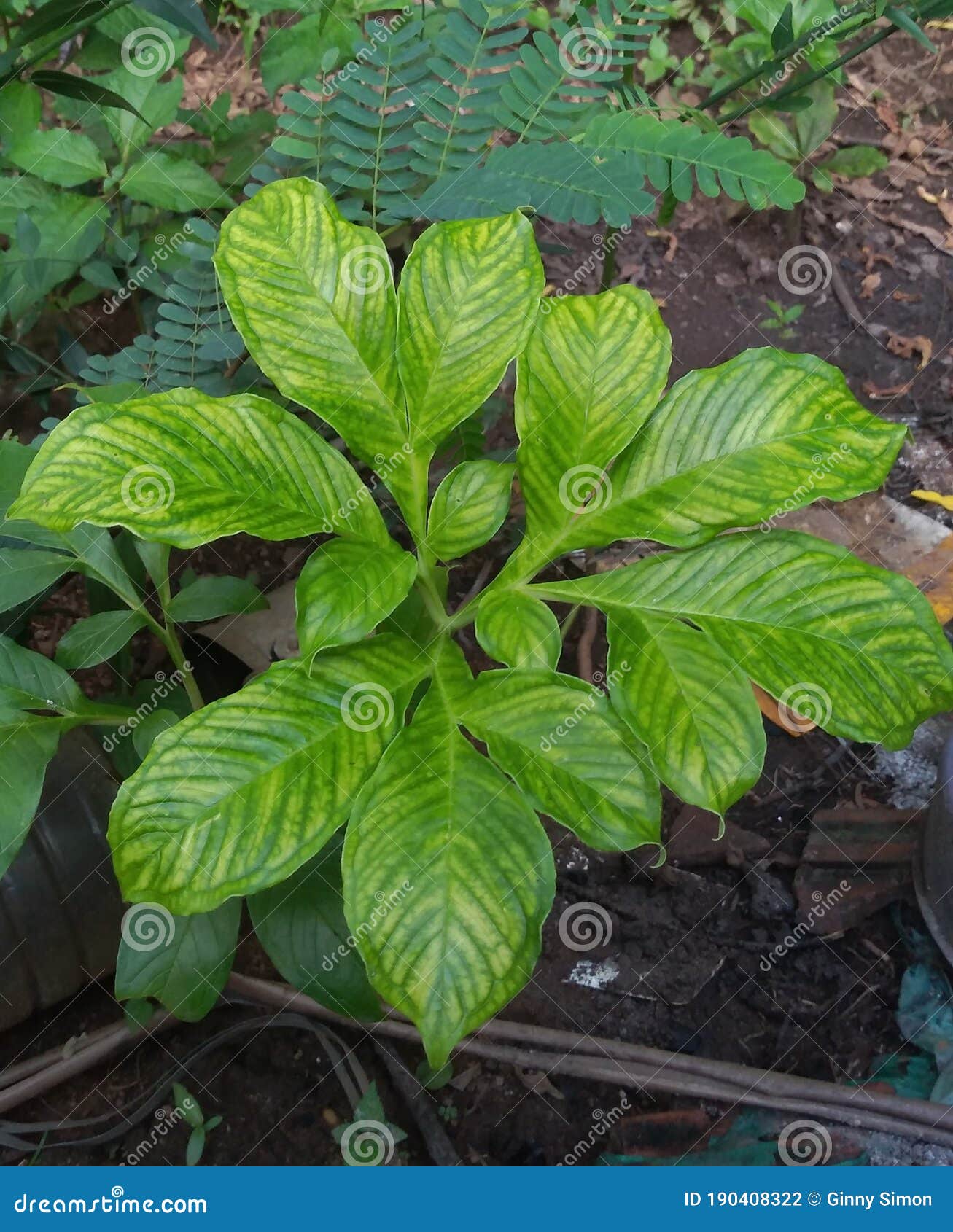 Small Elephant Foot Yam Plant Stock Photo - Image of herb, vegetable ...