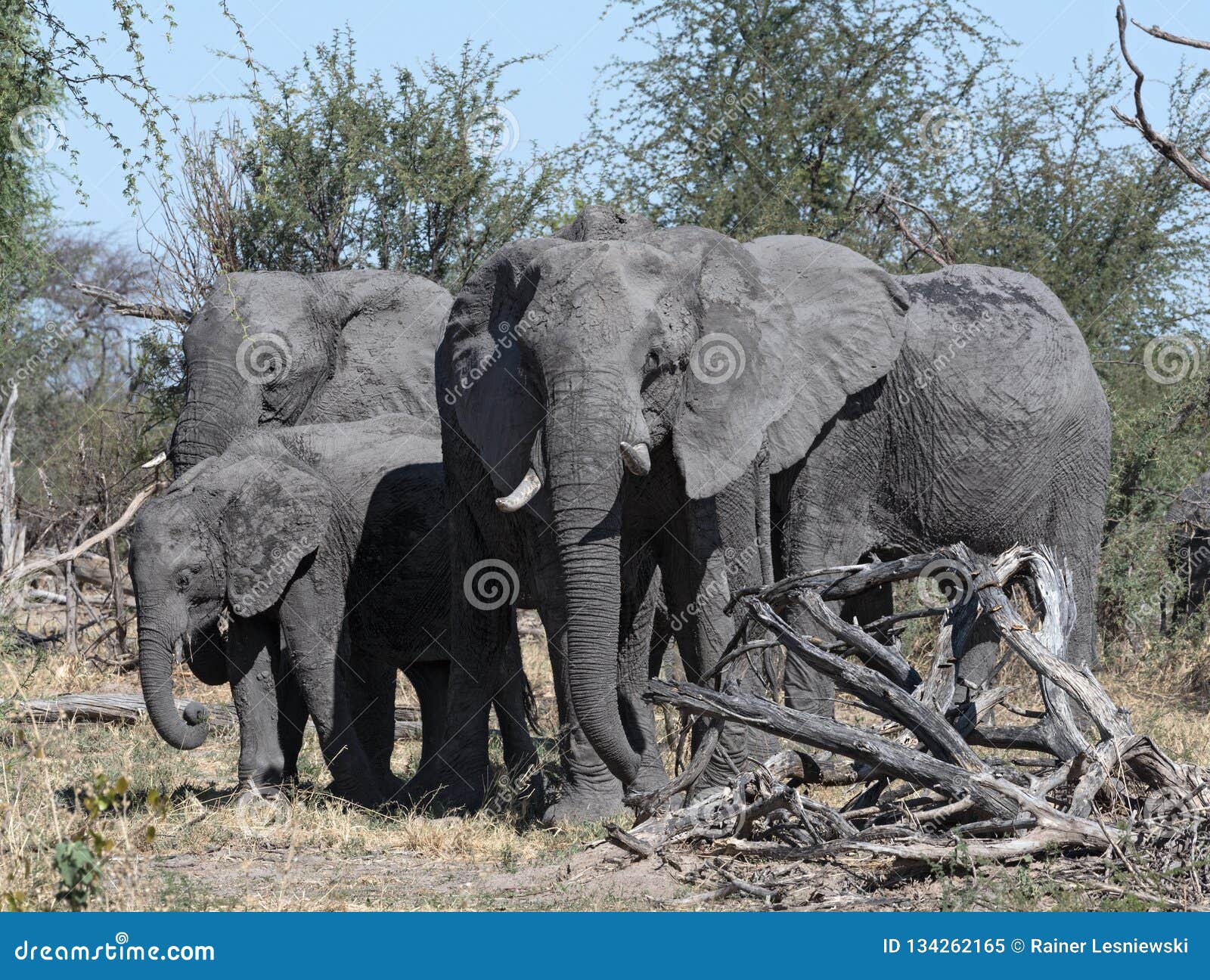Small Elephant Group in the Dry Okavango Delta Stock Image - Image of ...