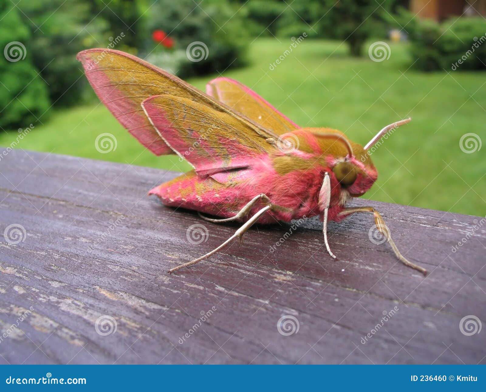 Elephant Hawk Moth Chrysalis. Royalty-Free Stock Photography ...
