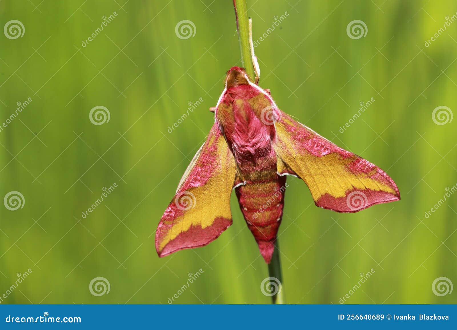 Elephant Hawk Moth Caterpillar On A Leaf. Royalty-Free Stock ...