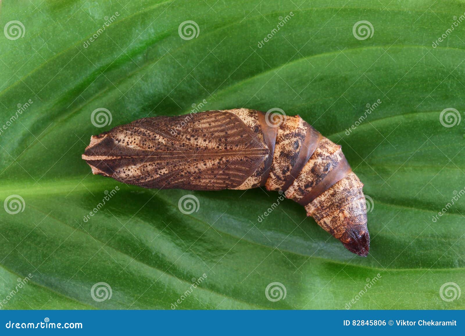 Small Elephant Hawk-moth Chrysalis Deilephila Porcellus Stock Photo ...