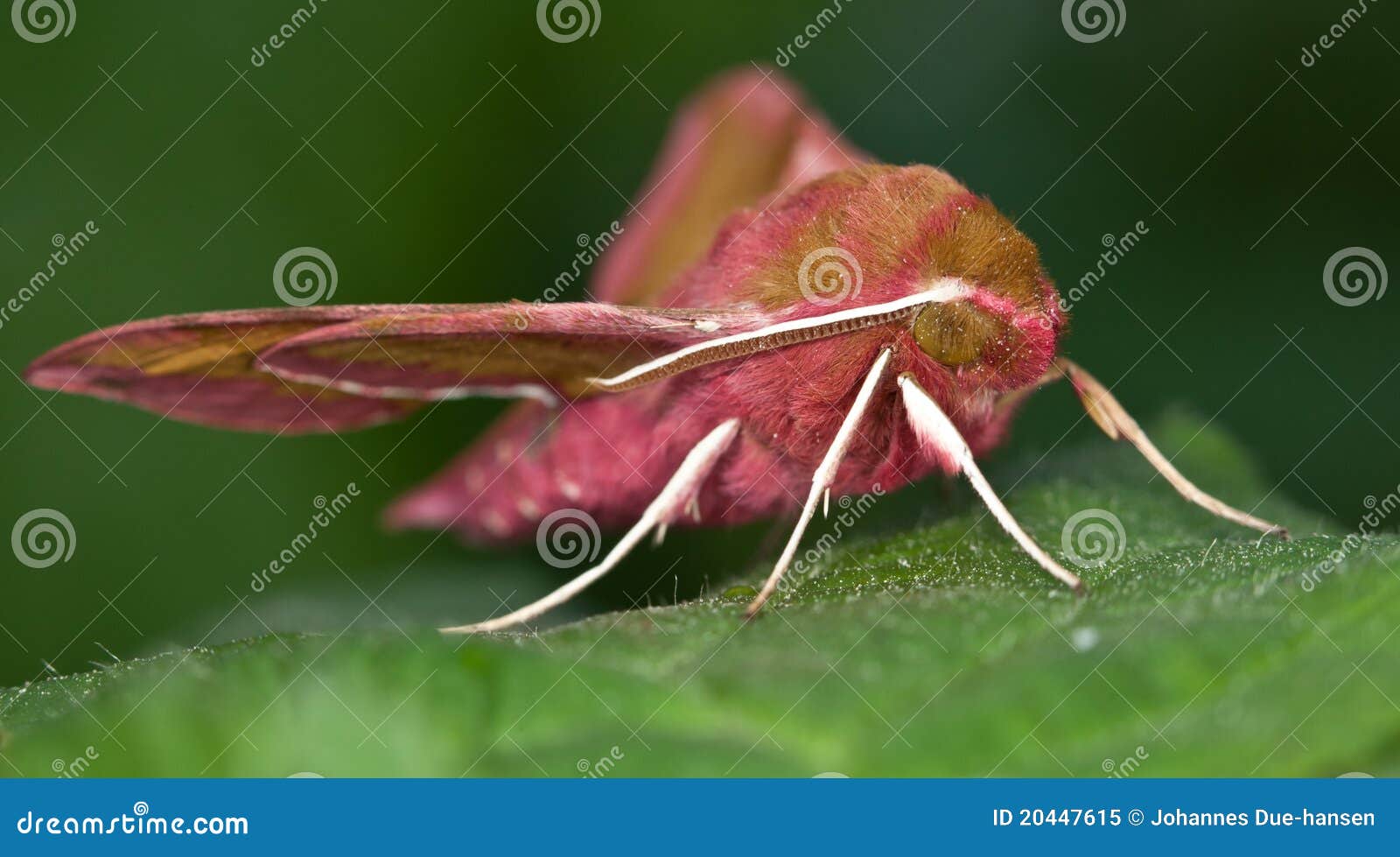 Elephant Hawk Moth Chrysalis. Royalty-Free Stock Photography ...