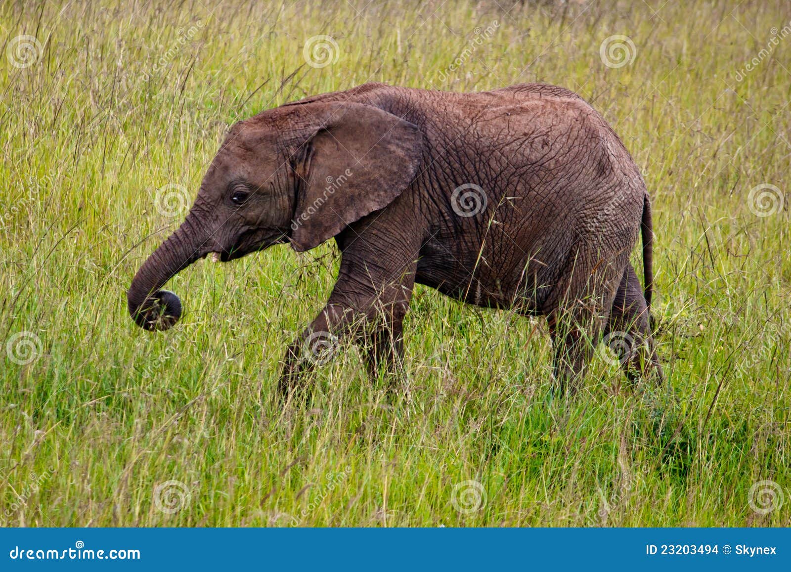 Small Elephant in Kenya stock photo. Image of elephants - 23203494