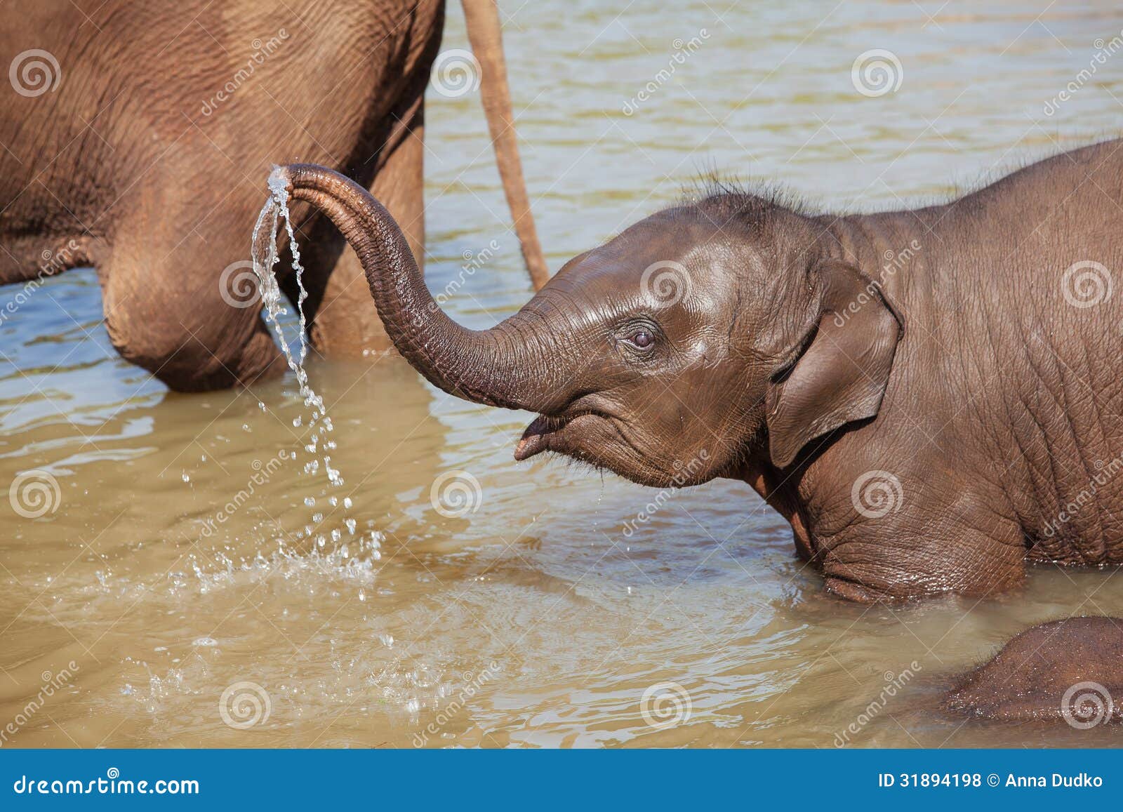 A small elephant stock photo. Image of mother, baby, ecology - 31894198