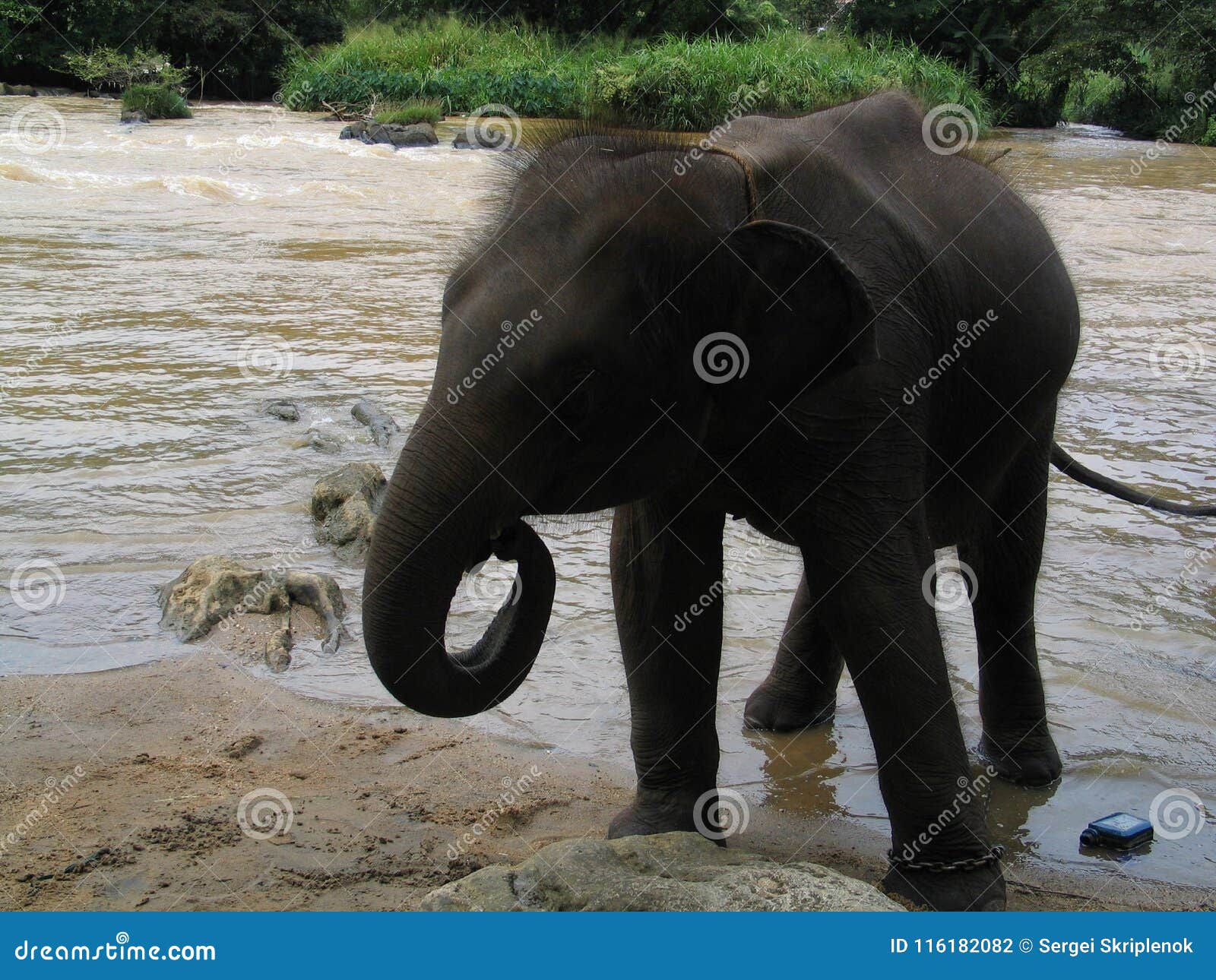 A Small Elephant on River Side Stock Photo - Image of amaizing, bath ...
