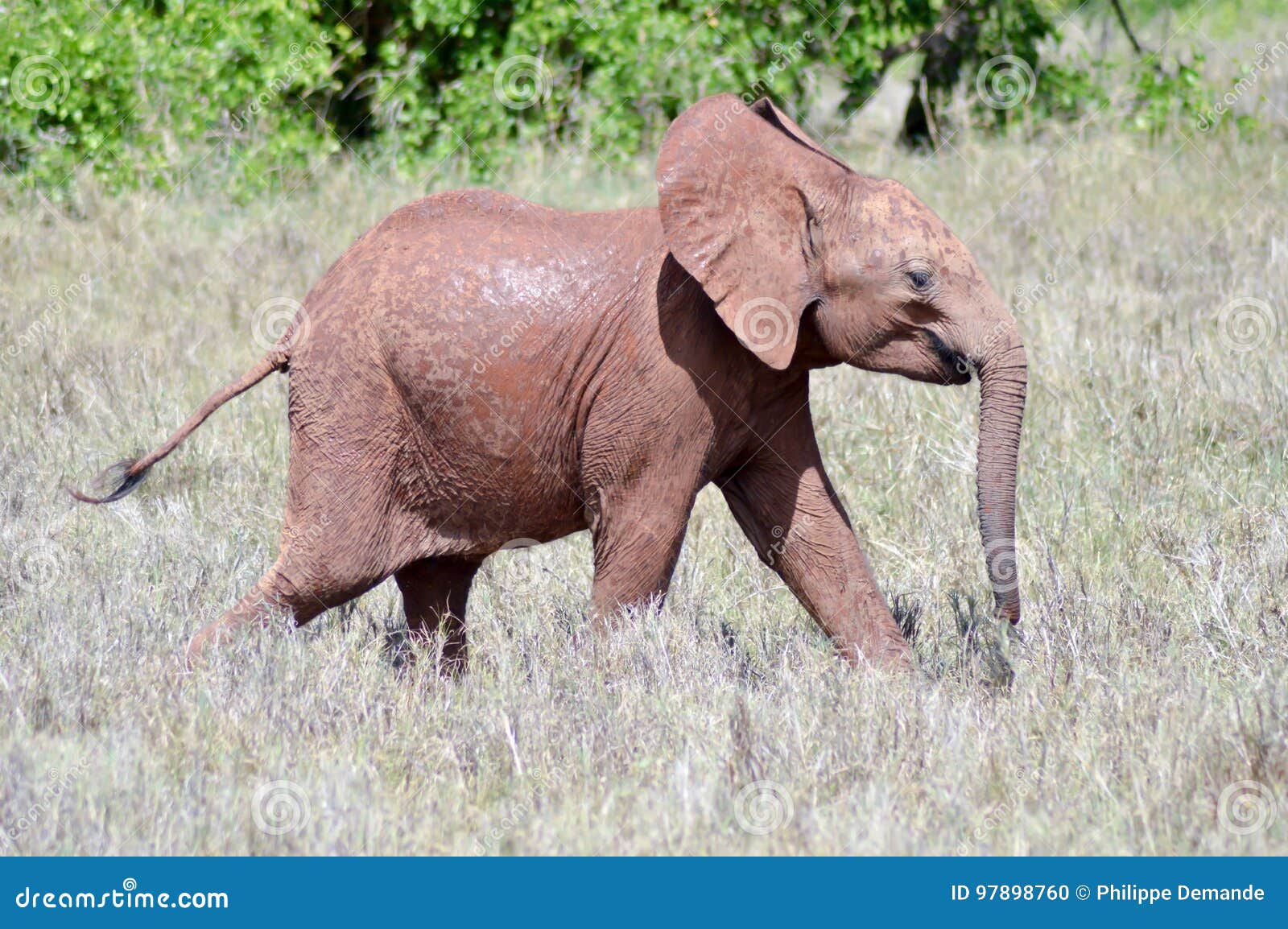 Small elephant strolling stock photo. Image of adventure - 97898760