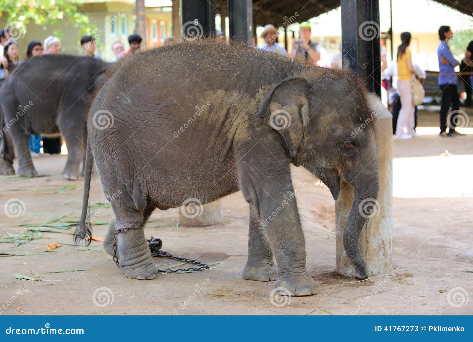 Small elephant in zoo editorial stock photo. Image of group - 41767273