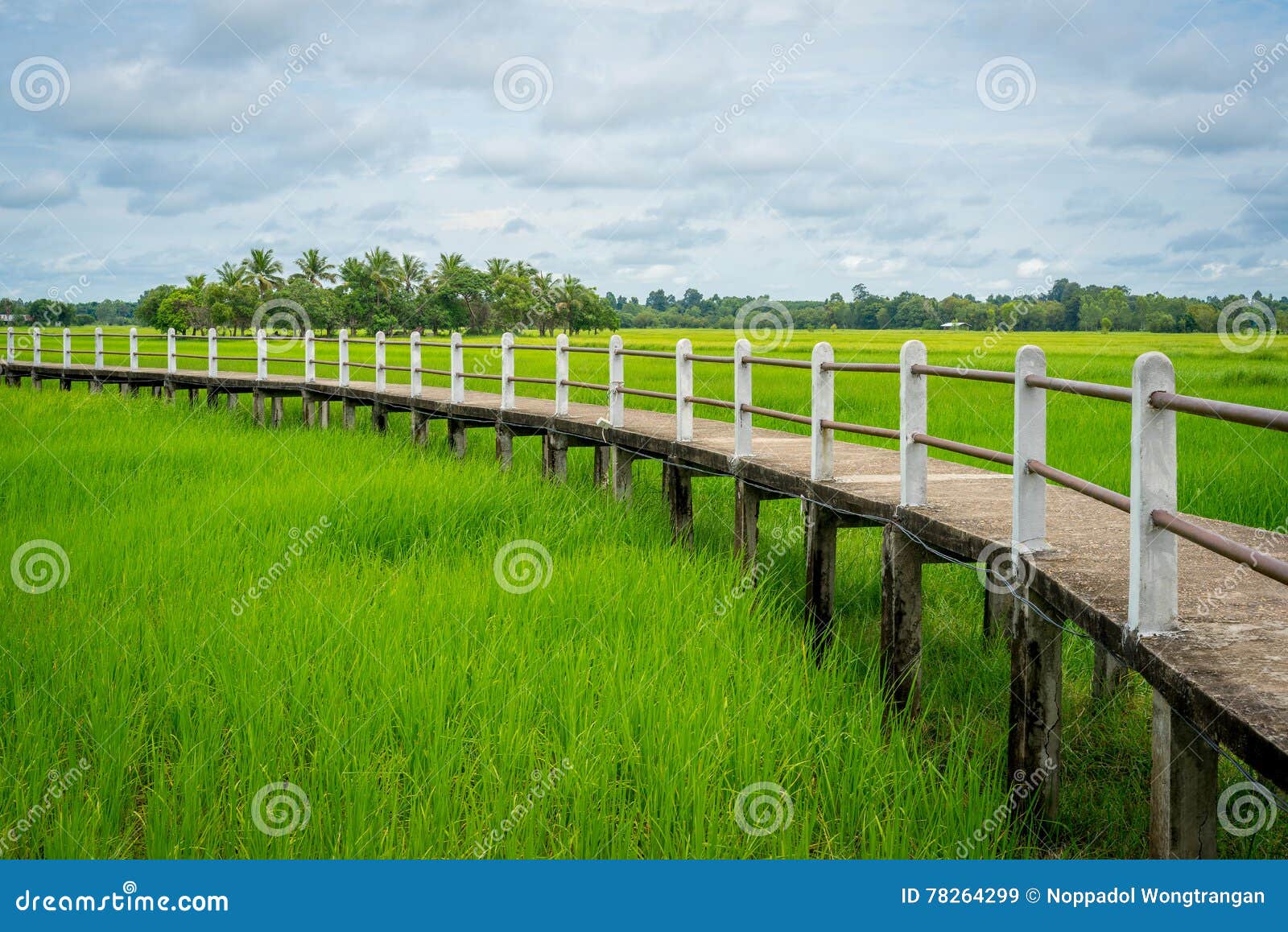 Small Elevated Walkway through Green Rice Field Stock Image - Image of ...