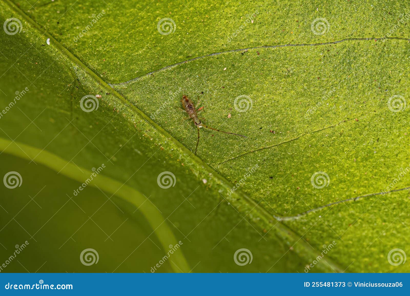 Small Elongate Springtail Arthropod Stock Image - Image of hexapod ...