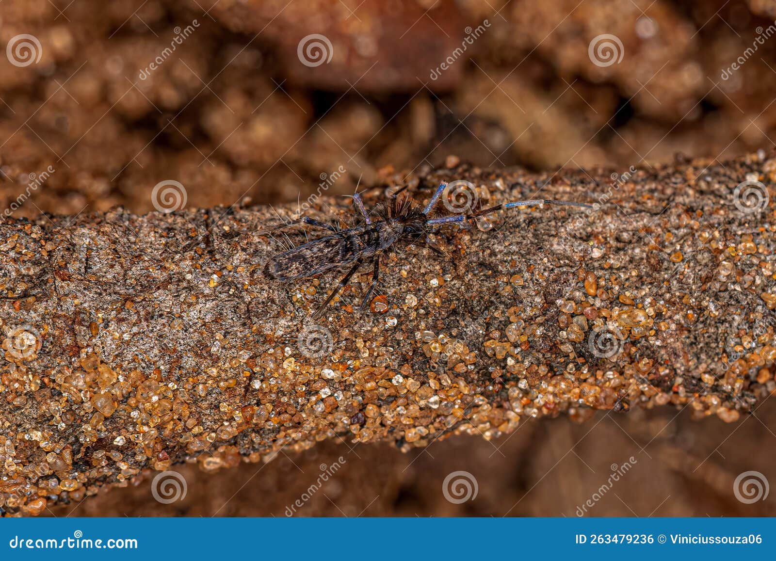 Small Elongate Springtail Arthropod Stock Photo - Image of entognatha ...
