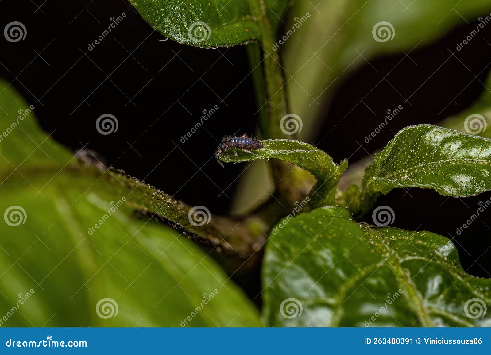 Small Elongate Springtail Arthropod Stock Image - Image of arthropod ...