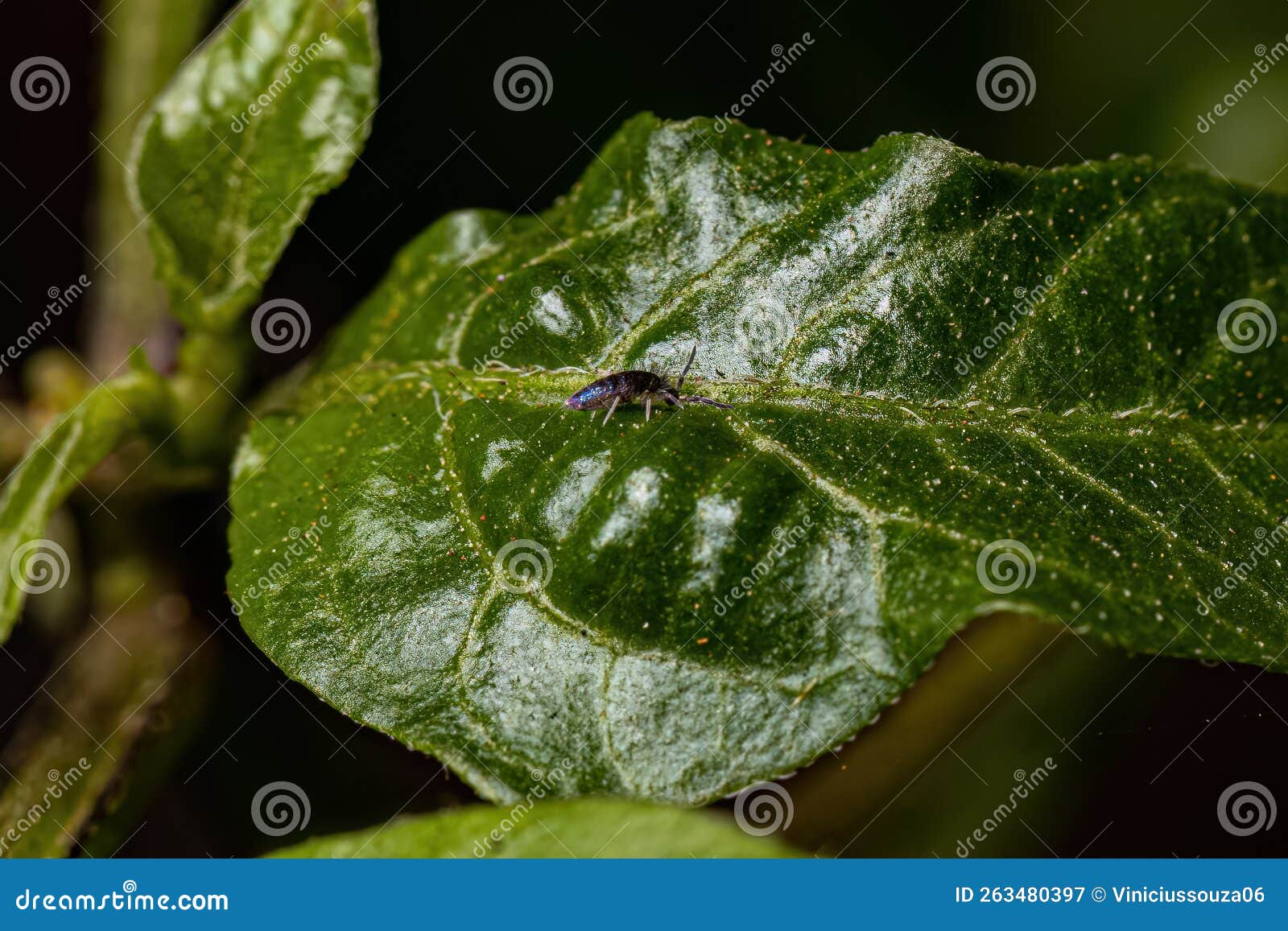 Small Elongate Springtail Arthropod Stock Image - Image of insect, tiny ...