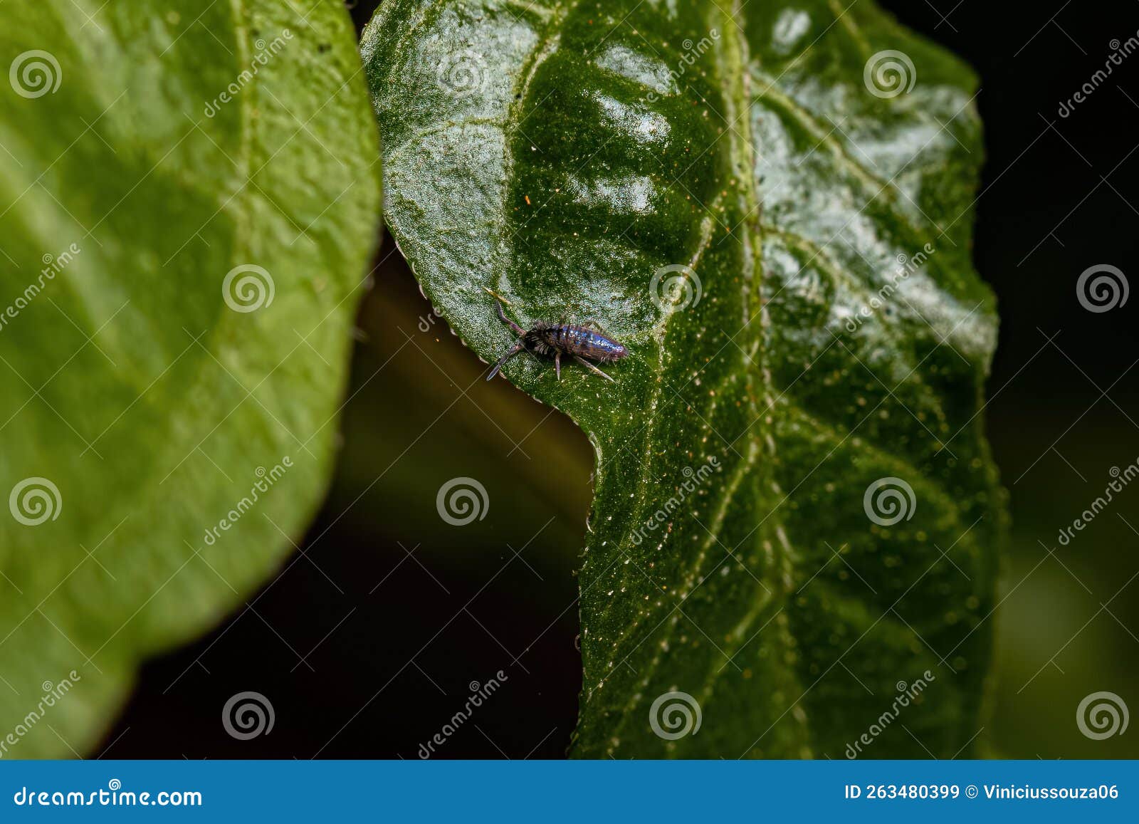 Small Elongate Springtail Arthropod Stock Image - Image of invertebrate ...