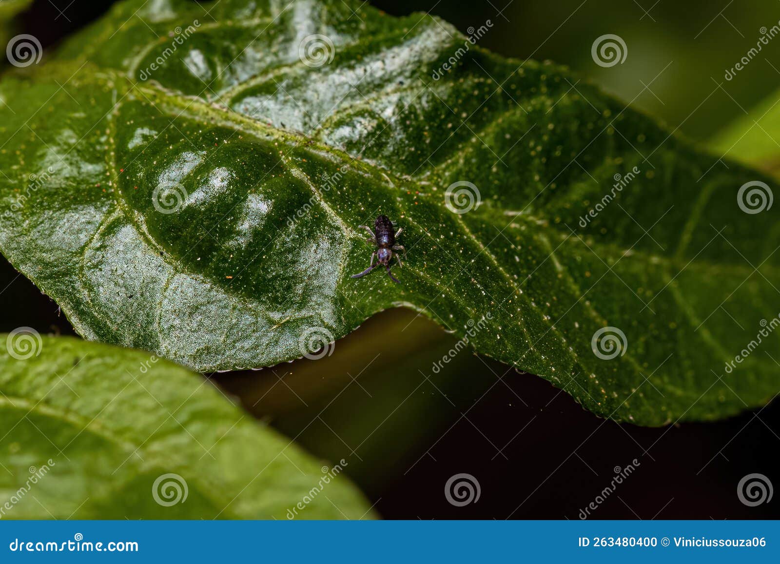 Small Elongate Springtail Arthropod Stock Photo - Image of microfauna ...