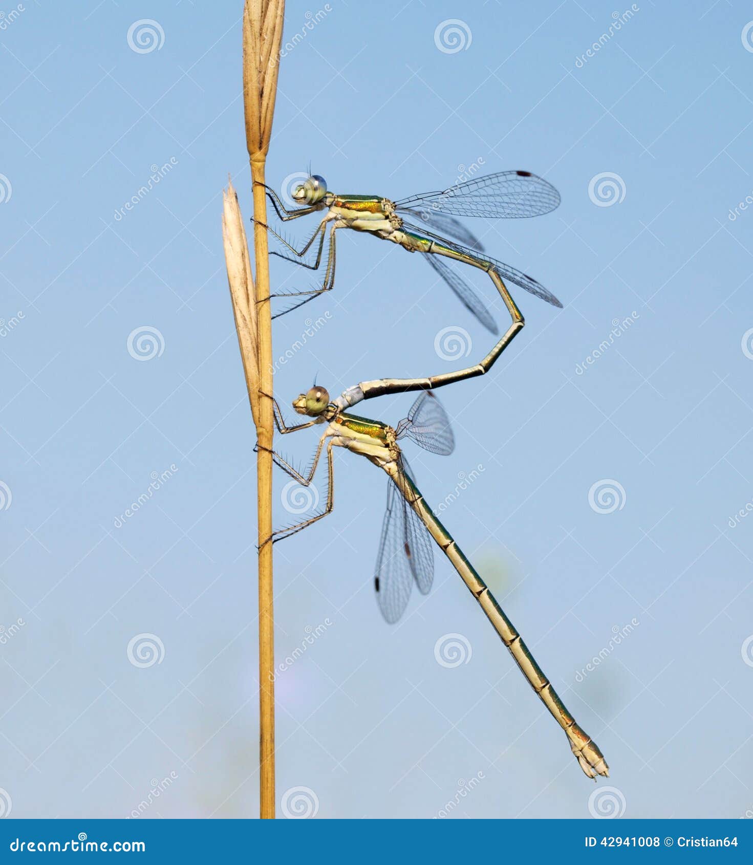 Small Emerald Damselflies Mating Stock Photo - Image of mating, zoology ...
