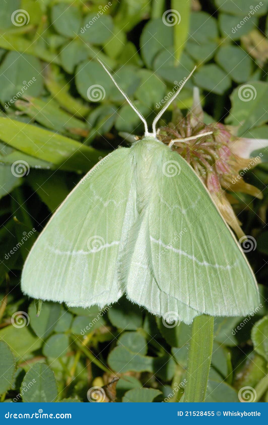 Small Emerald Moth stock image. Image of wings, night - 21528455