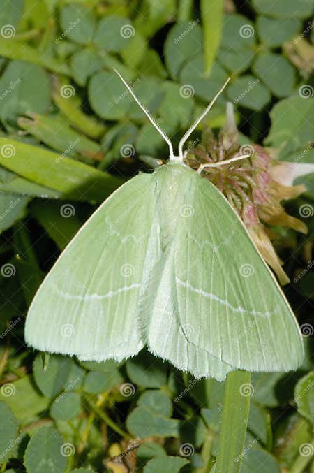 Small Emerald Moth stock image. Image of wings, night - 21528455