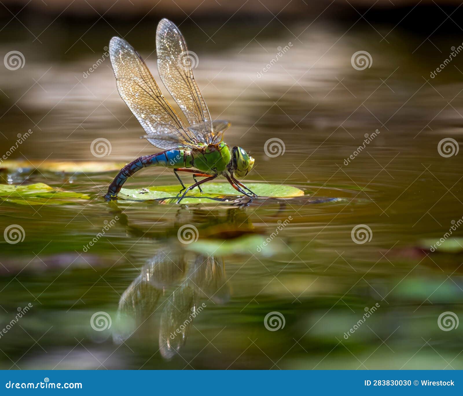 Small Emperor Dragonfly Perched on a Leaf in a Freshwater River Stock ...