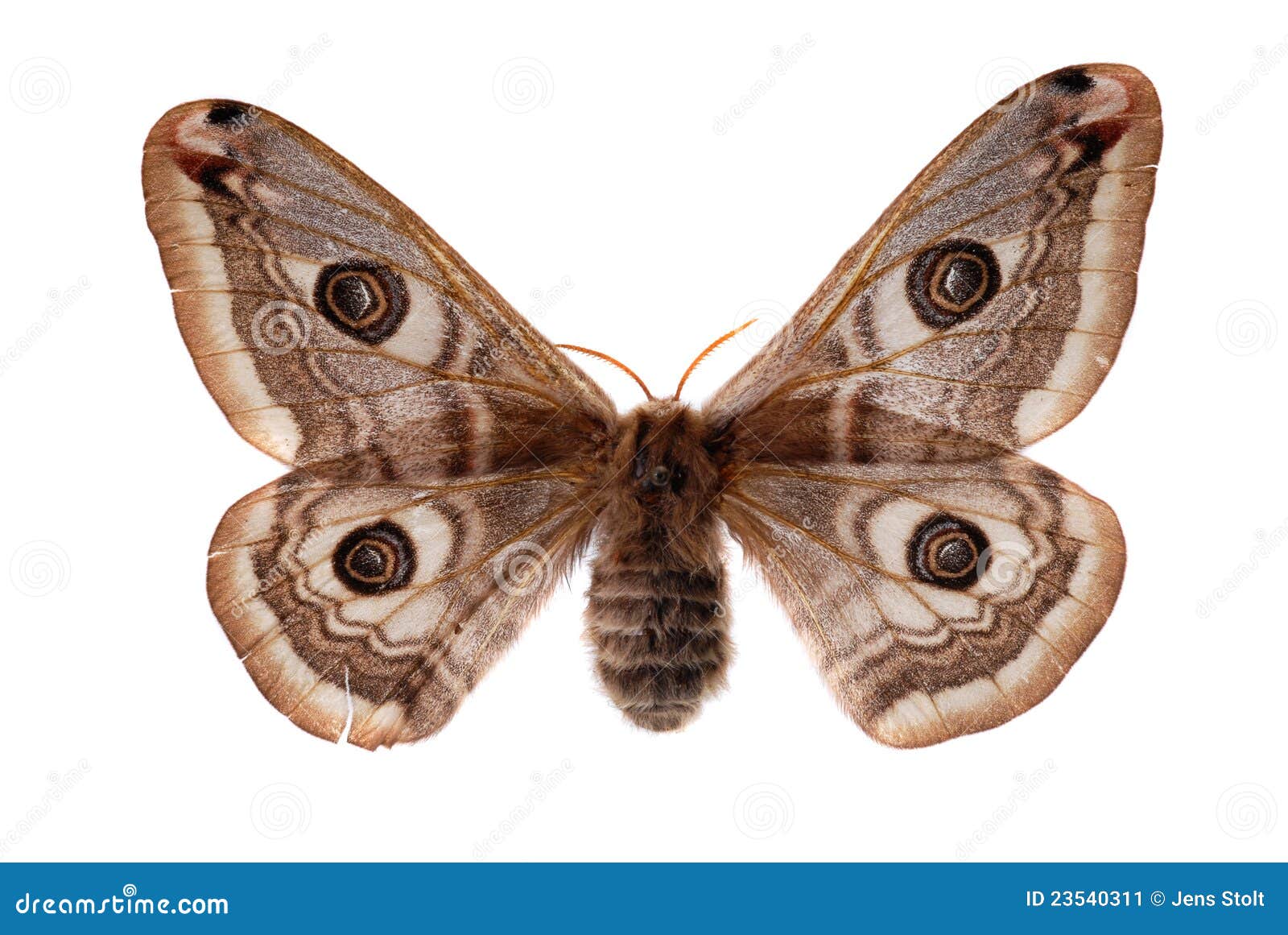 Small Emperor Moth stock image. Image of hairy, insect - 23540311
