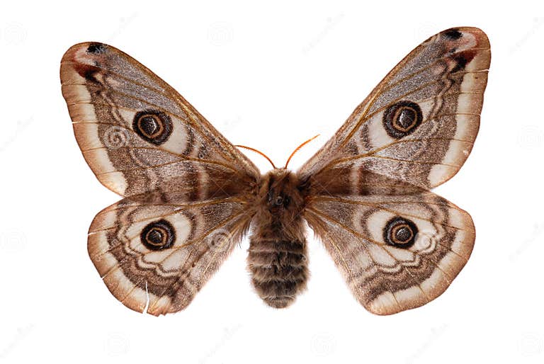 Small Emperor Moth stock image. Image of hairy, insect - 23540311