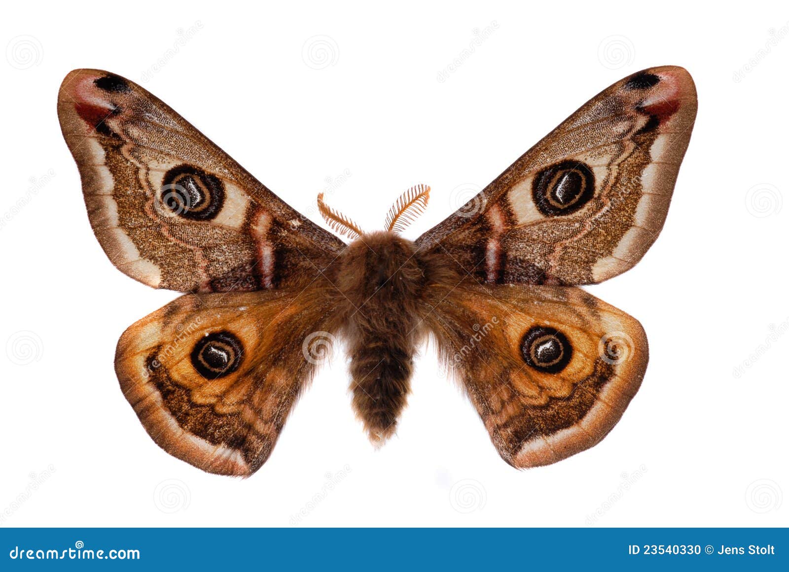 Small Emperor Moth stock photo. Image of pavonia, saturnia - 23540330
