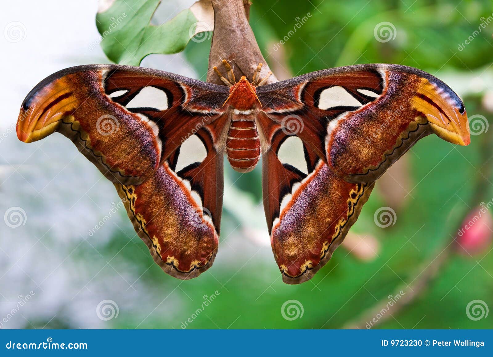 Small Emperor Moth (butterfly) Stock Photo - Image of emperor ...