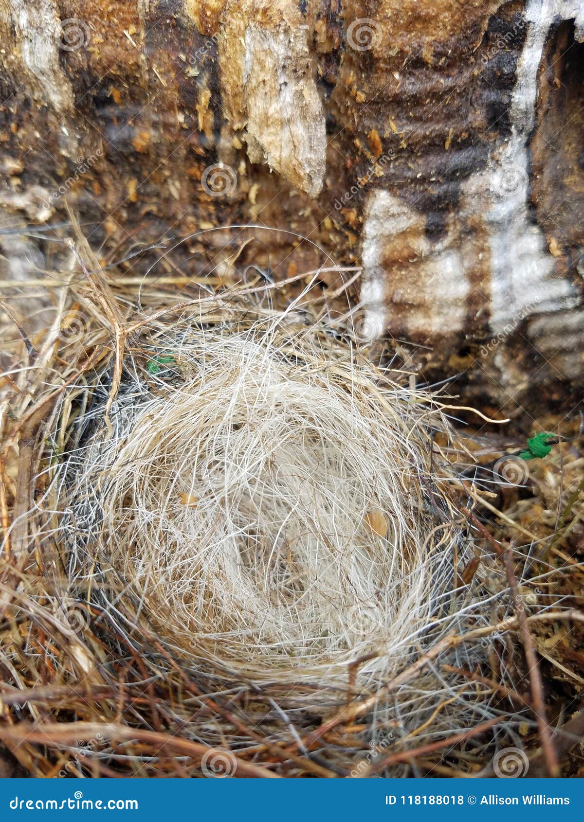 Tiny bird nest stock photo. Image of small, empty, nest - 118188018